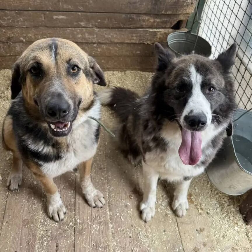 Взрослый пёс в добрые руки