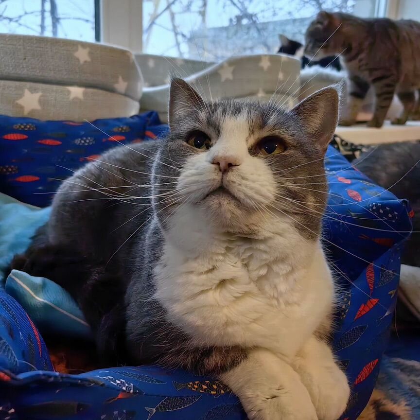 Кошка Маруся из приюта