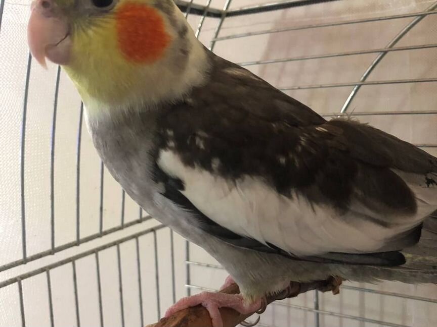Попугай корелла мальчик 1.5 года