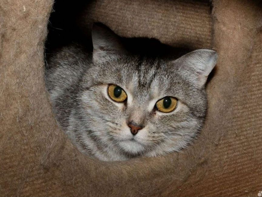 Британочка ищет дом