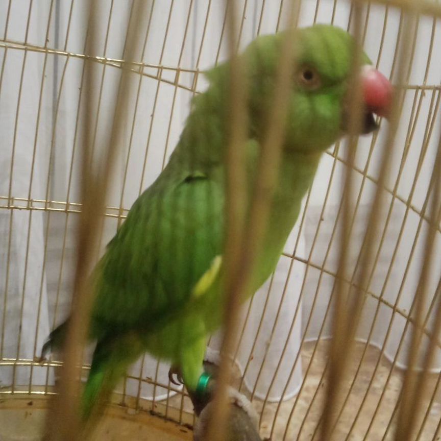 Ожереловый попугай