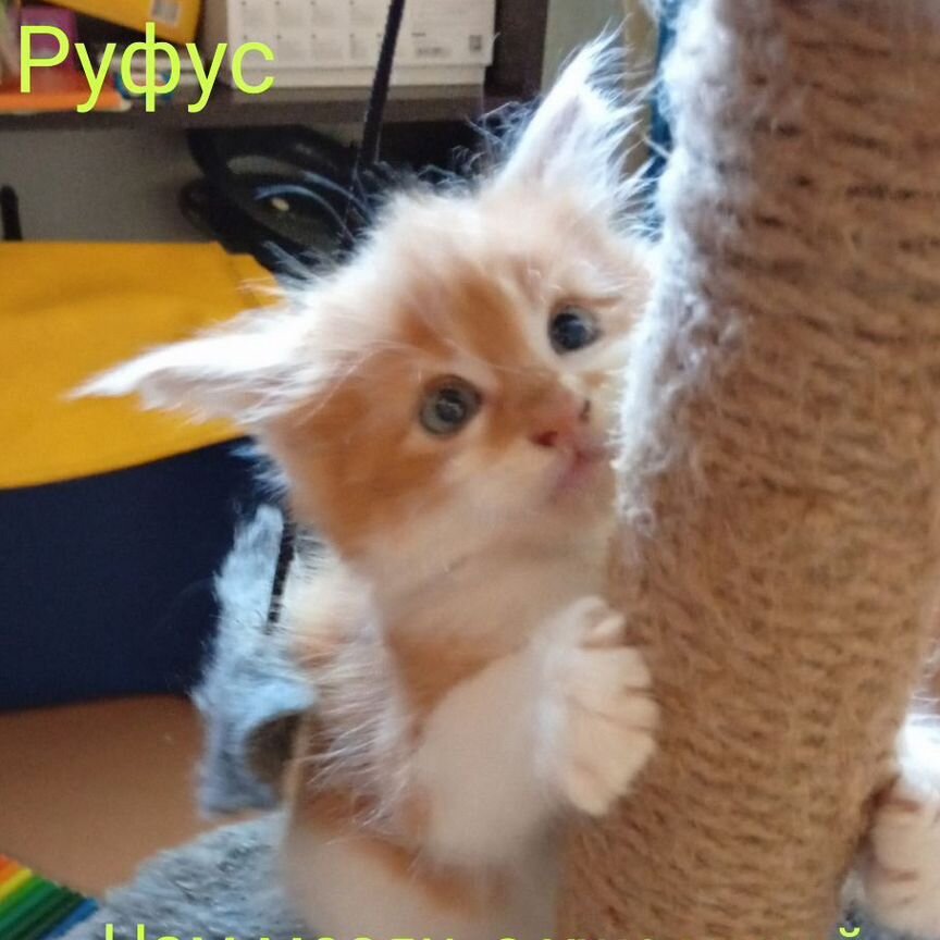 Мейн-кун котёнок