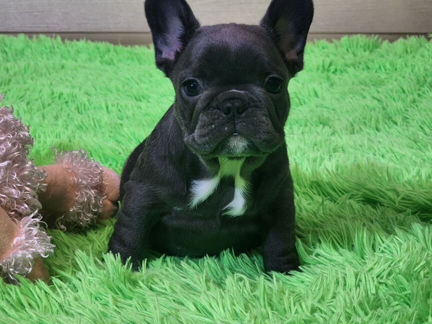 Щенки голубого окраса