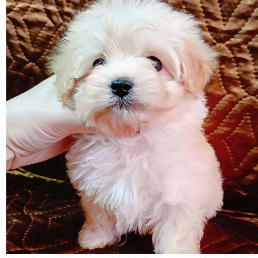 Мальтипу, щенок