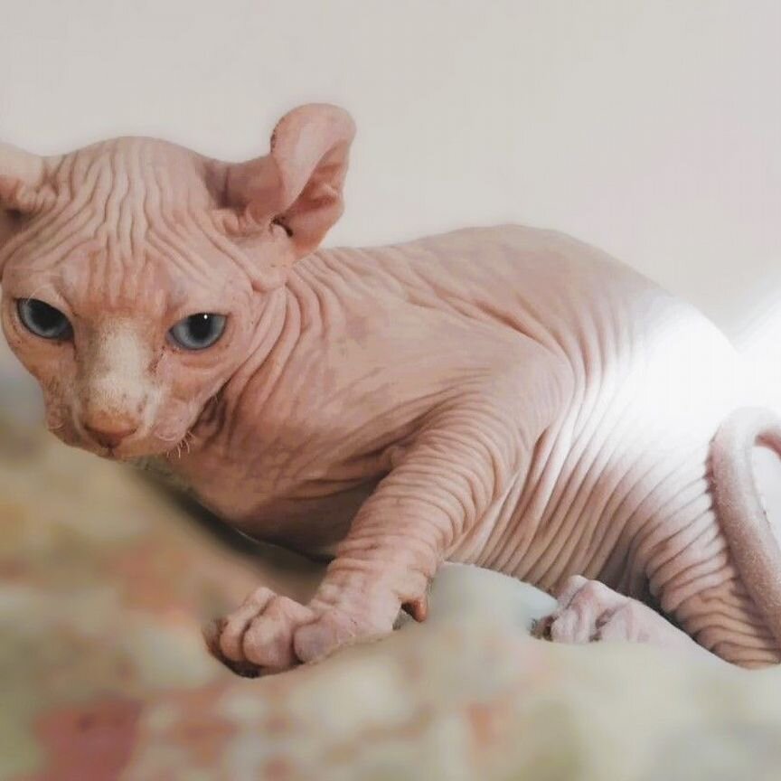 Сфинксы и эльфы