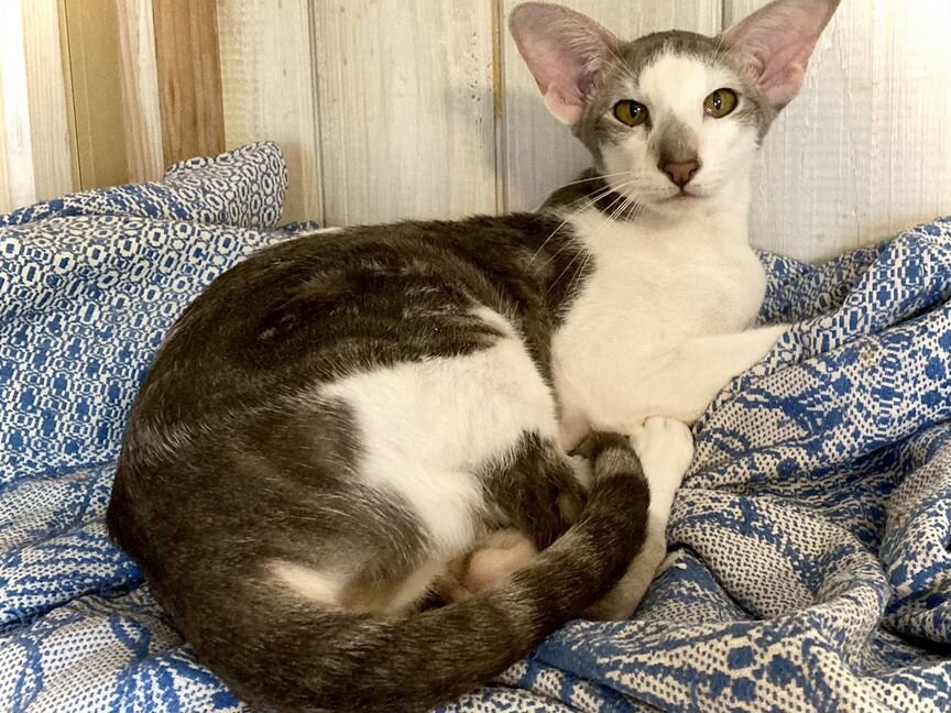 Ориентальная голубая мраморная с белым