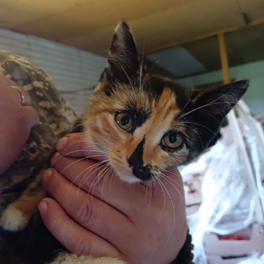 Котята с фермы