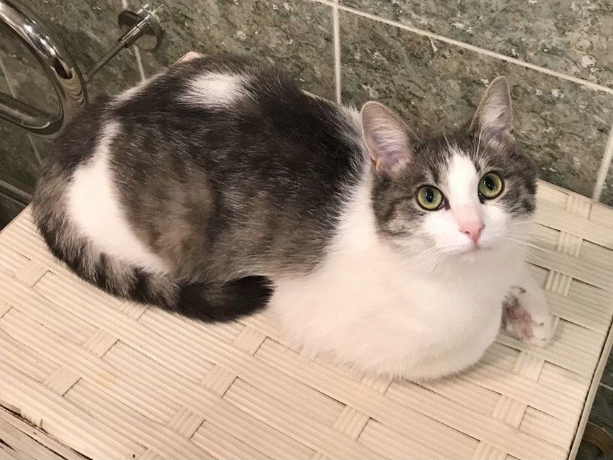 Кошка в добрые руки