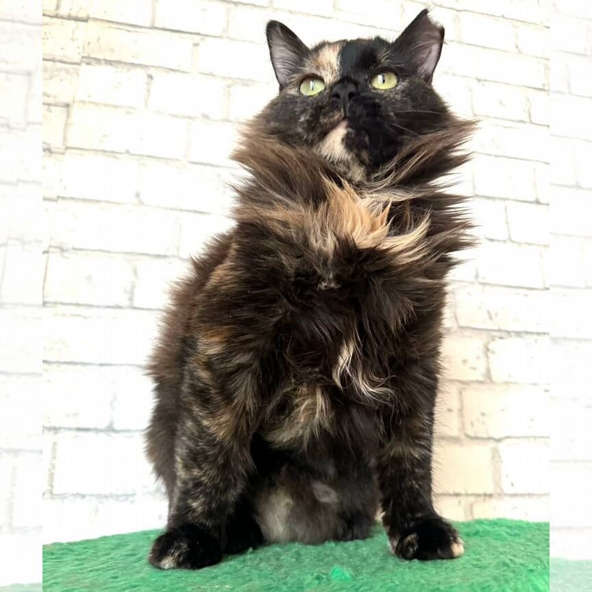 Кошечка