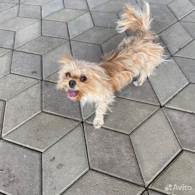 Найдена собака Йоркширский терьер