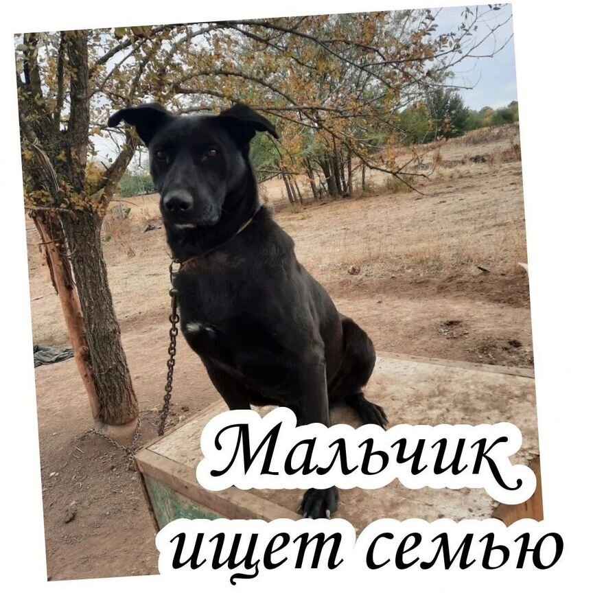 Джекк ищет дом