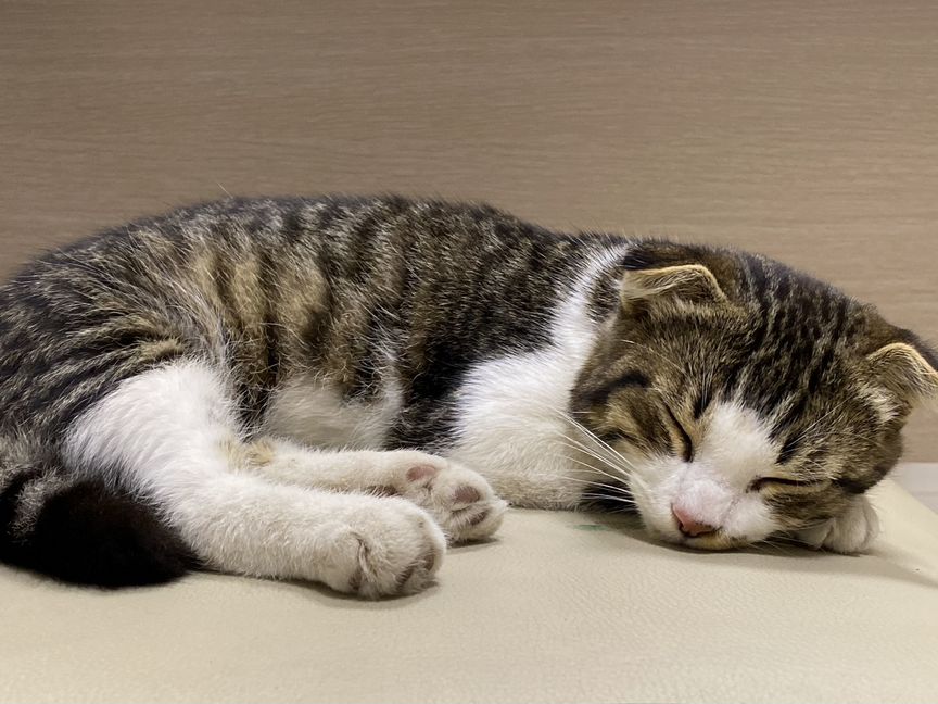 Котенок