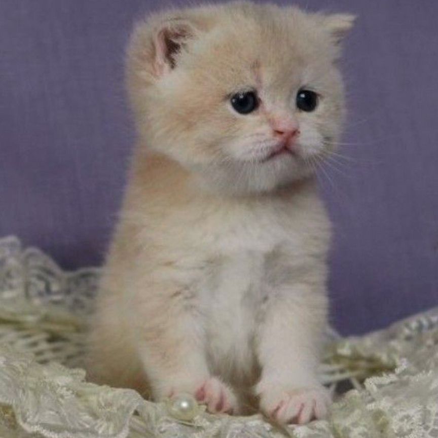 Котик британский