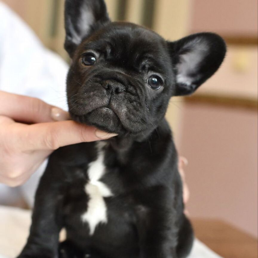 Французский бульдог щенки
