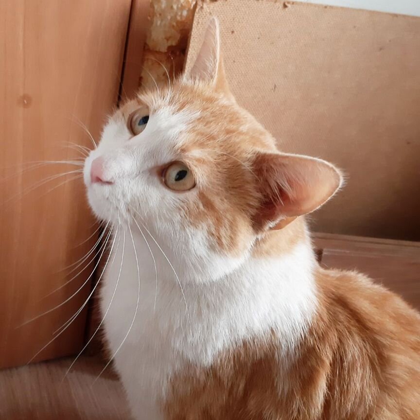 Котик в добрые руки