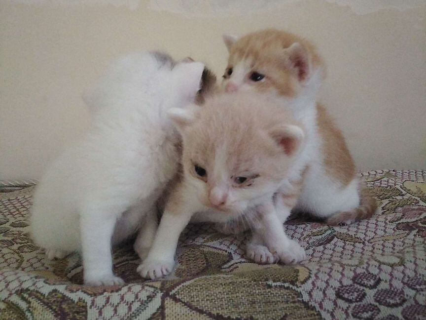 Котята за шоколадку: )