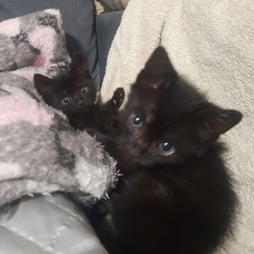 Котята в добрые руки бесплатно