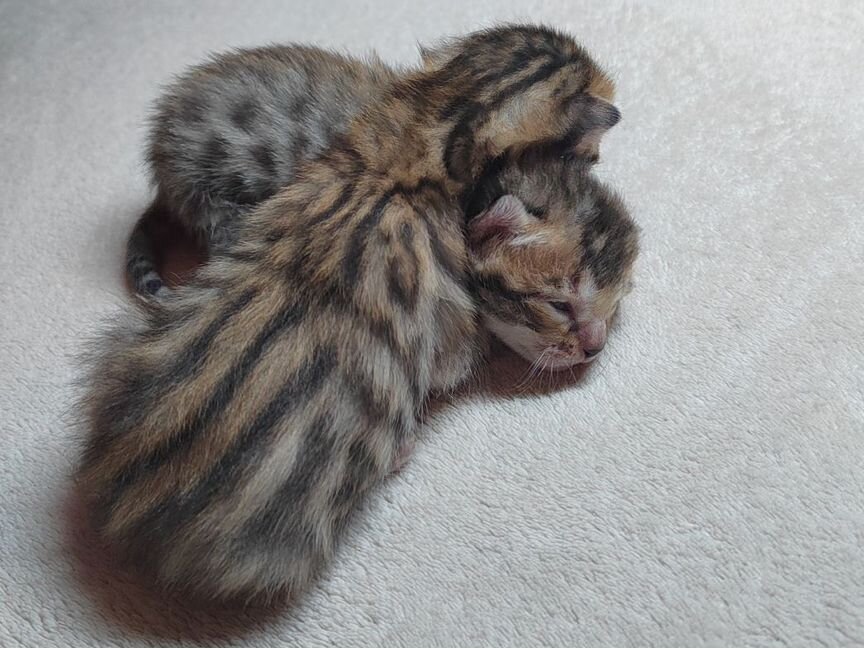 Бенгальчики