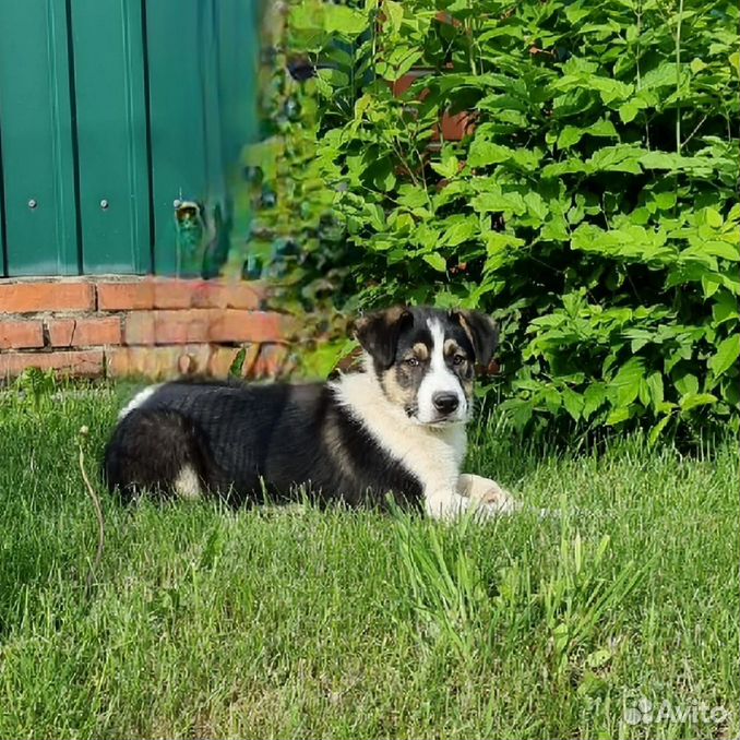 Крутой парень, 3 месяца, ищет дом, в дар