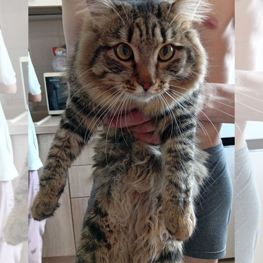 Взрослый кот в добрые руки