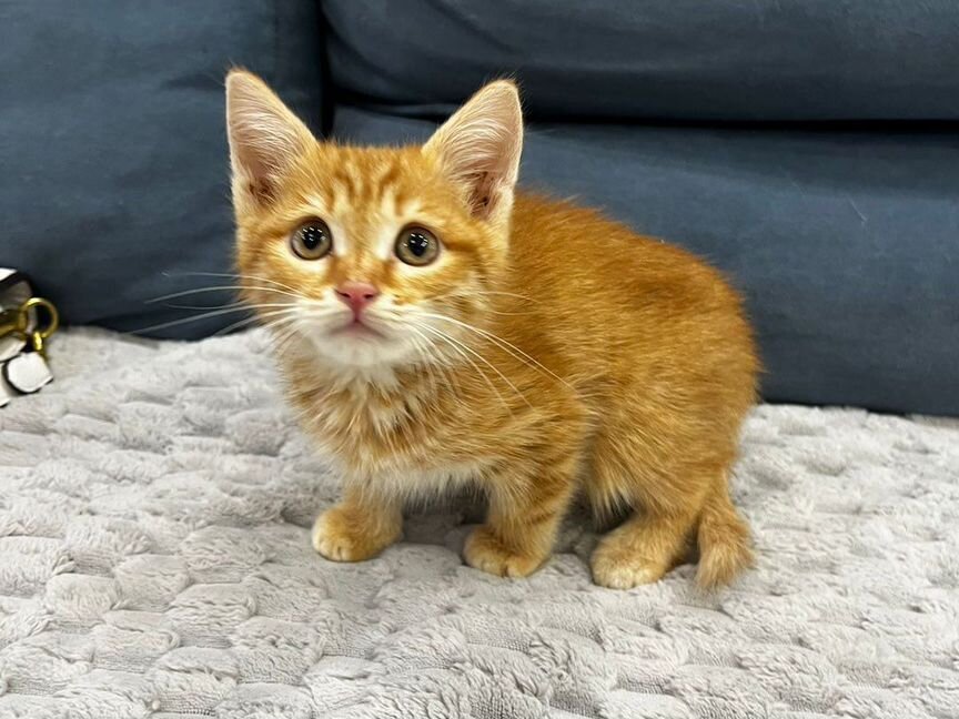 Озорной мальчуган