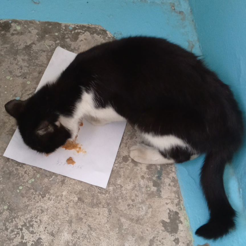 Котик в добрые руки маленький