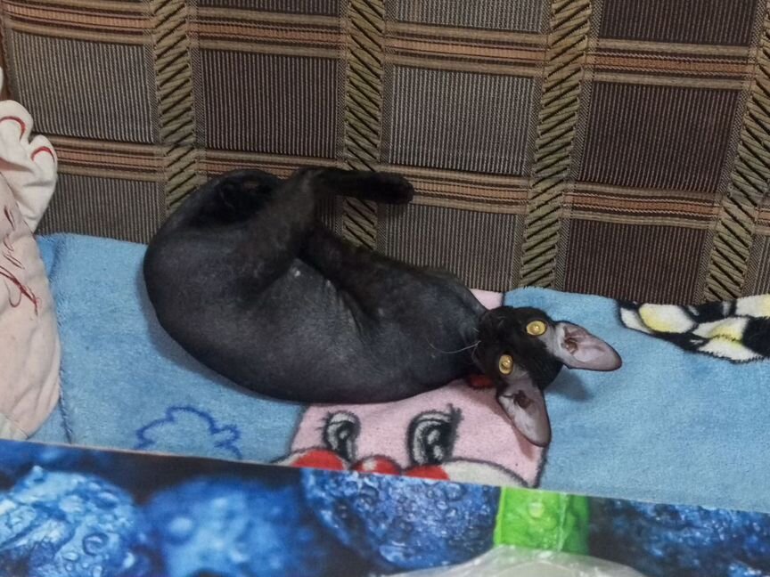 Кошечка донской сфинкс на вязку