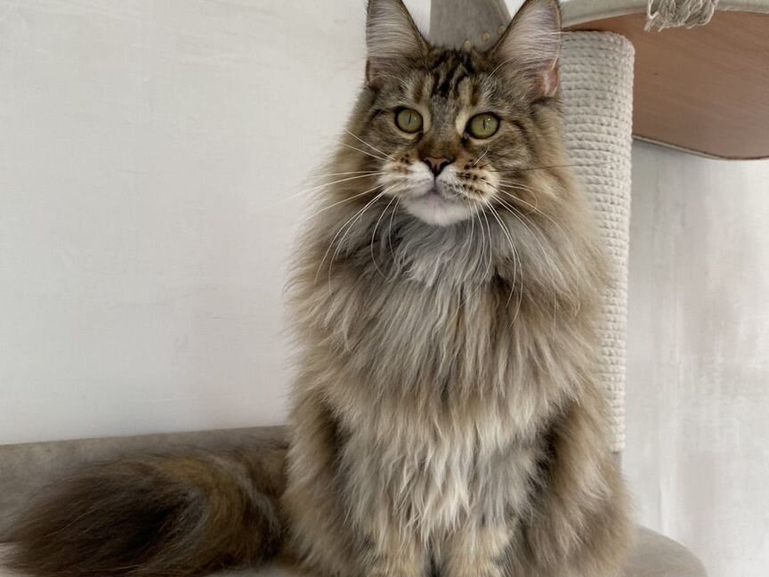 Мейн-кун девочка