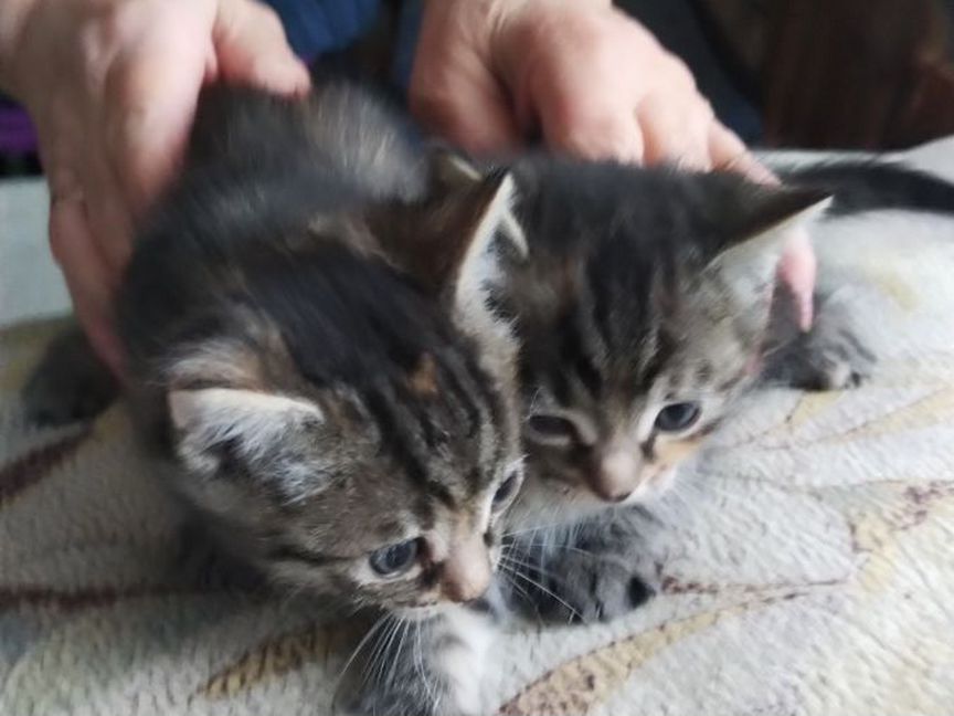 Котята в добрые руки
