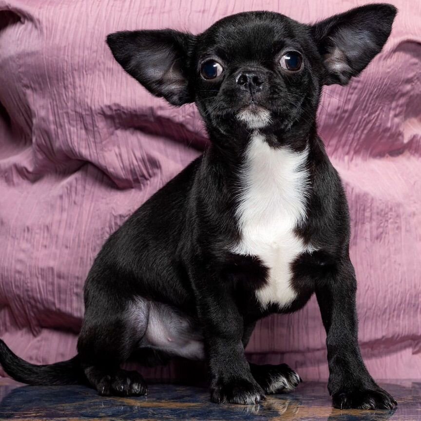 Чихуахуа супер малыш