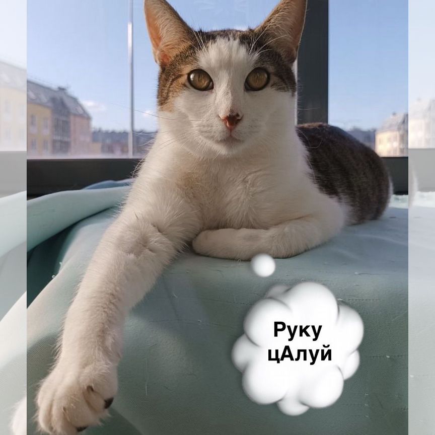 Взрослый кот в добрые руки