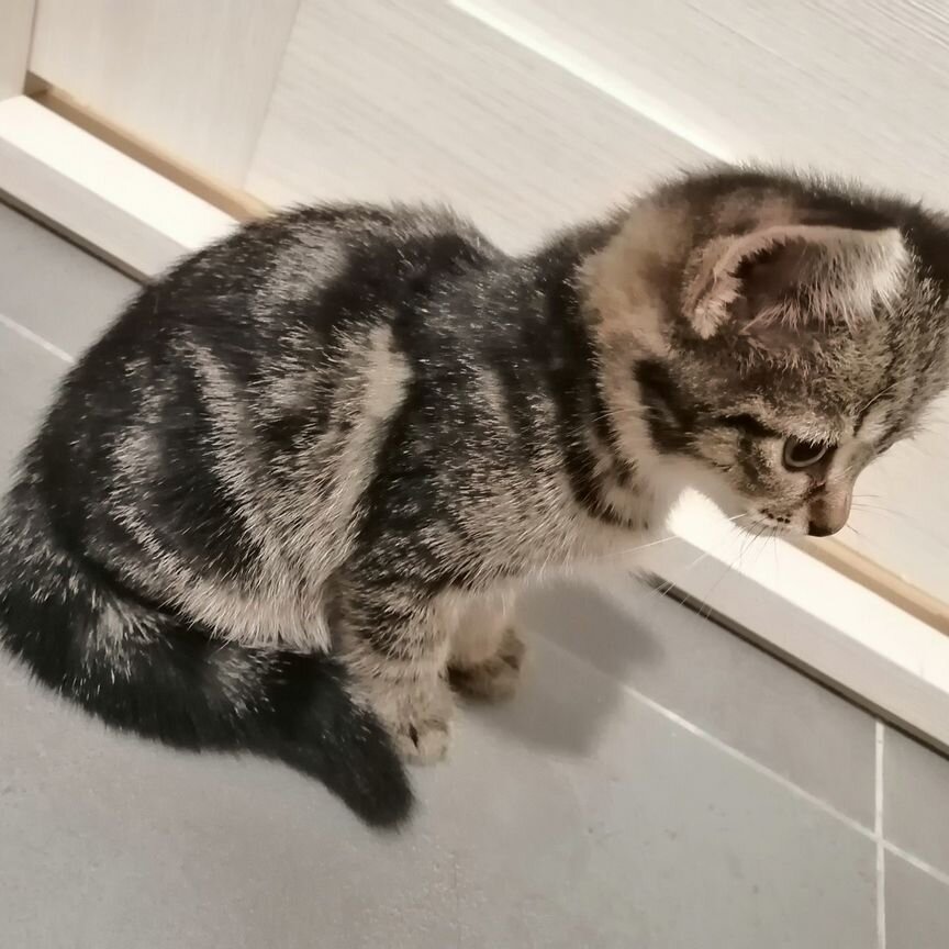 Котенок в добрые руки