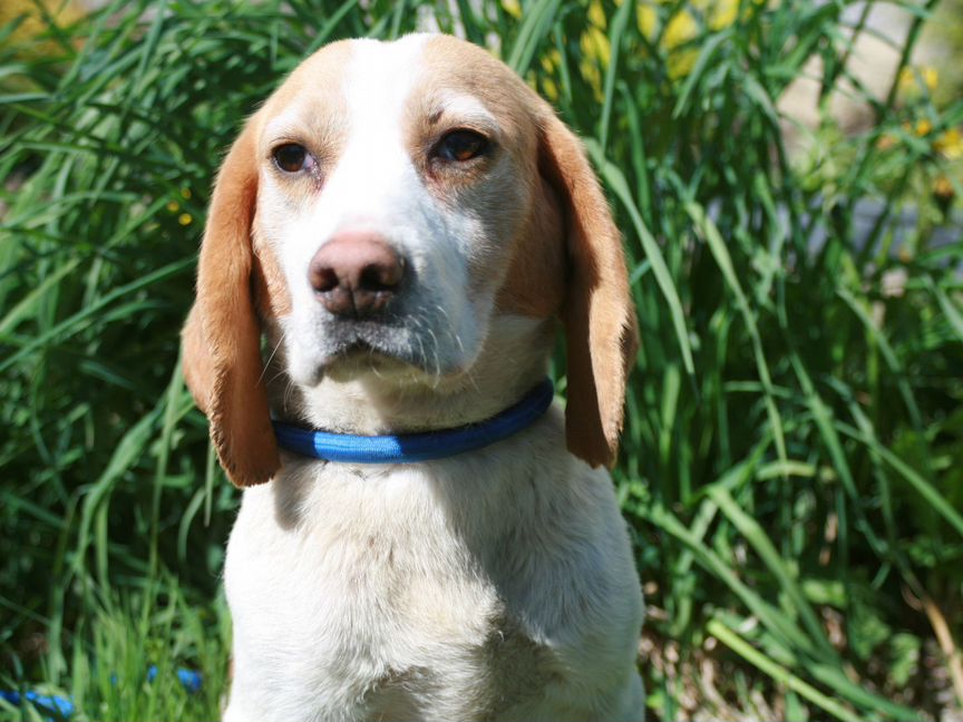 Бигль девочка