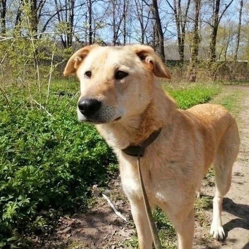 Лойд