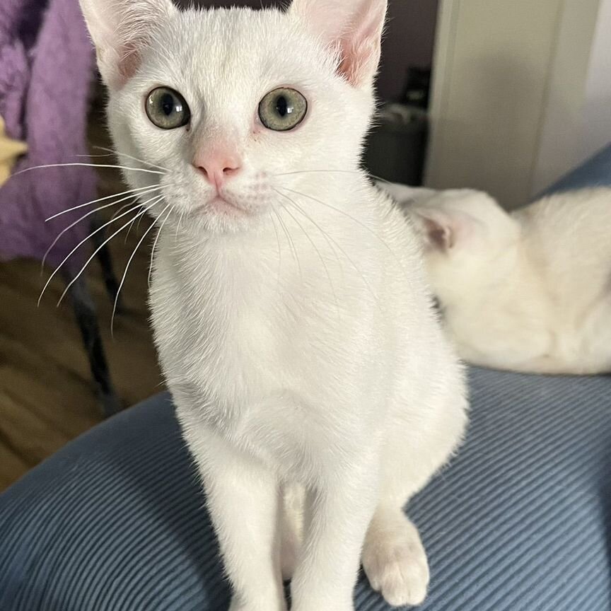 Котята бурмиллы