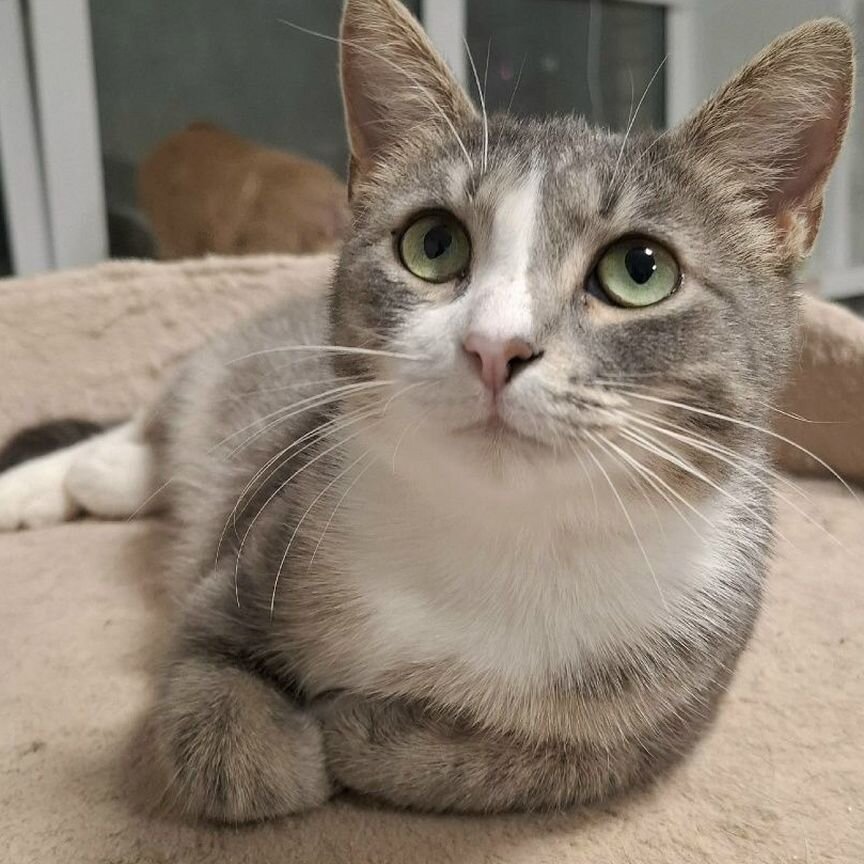 Взрослая, кошка в добрые руки