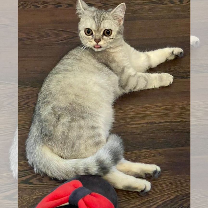 Отдам в добрые руки