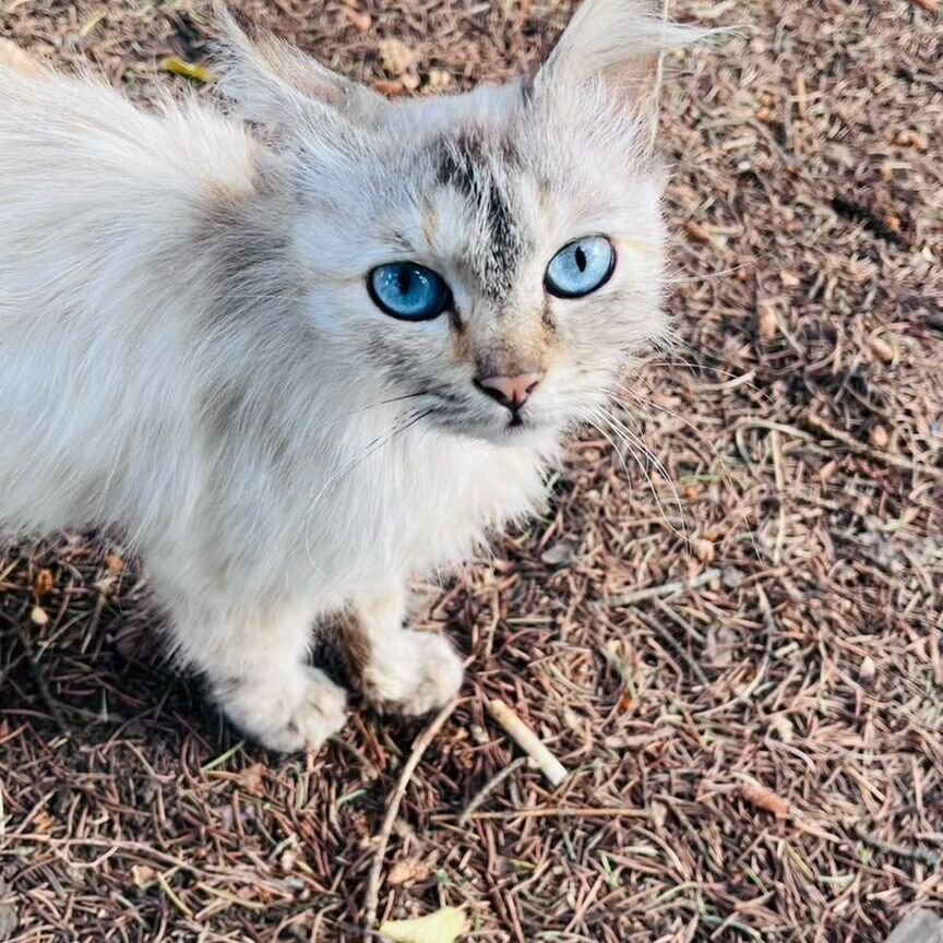 Красивая кошка в добрые руки