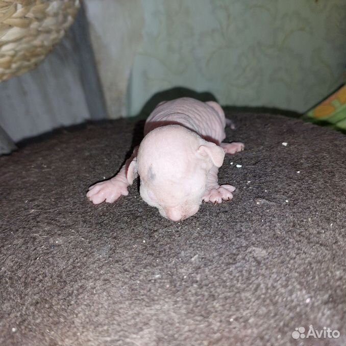 Продаются котята канадский сфинкс