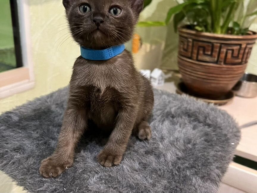 Бурманский кот