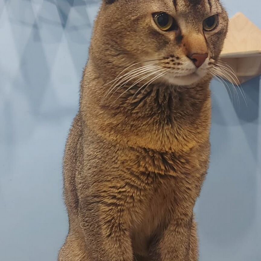 Котенок Чаузи Ф3