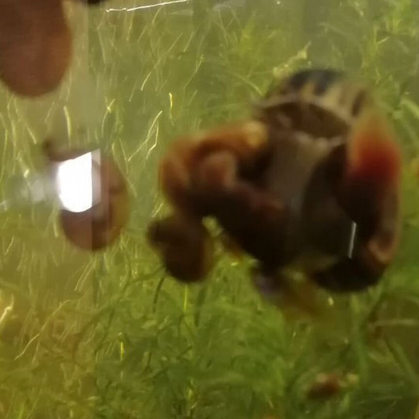 Аквариумные улитки катушка