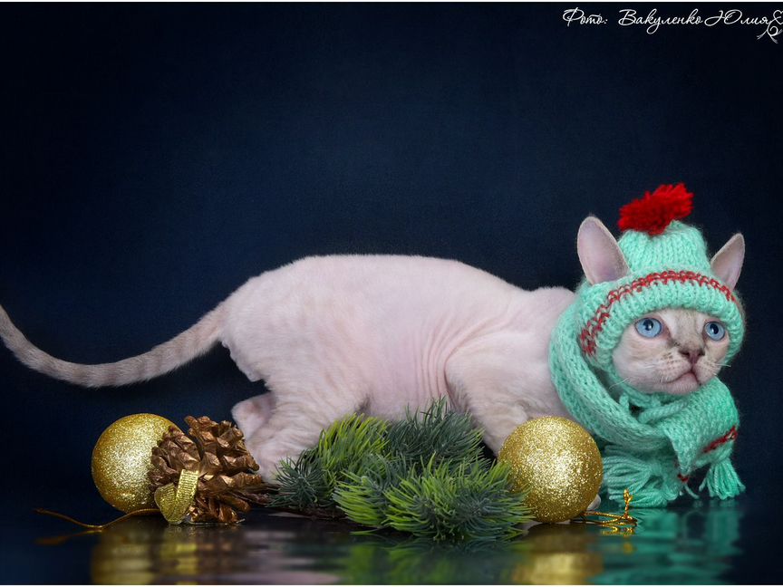 Котенок девон-рекс