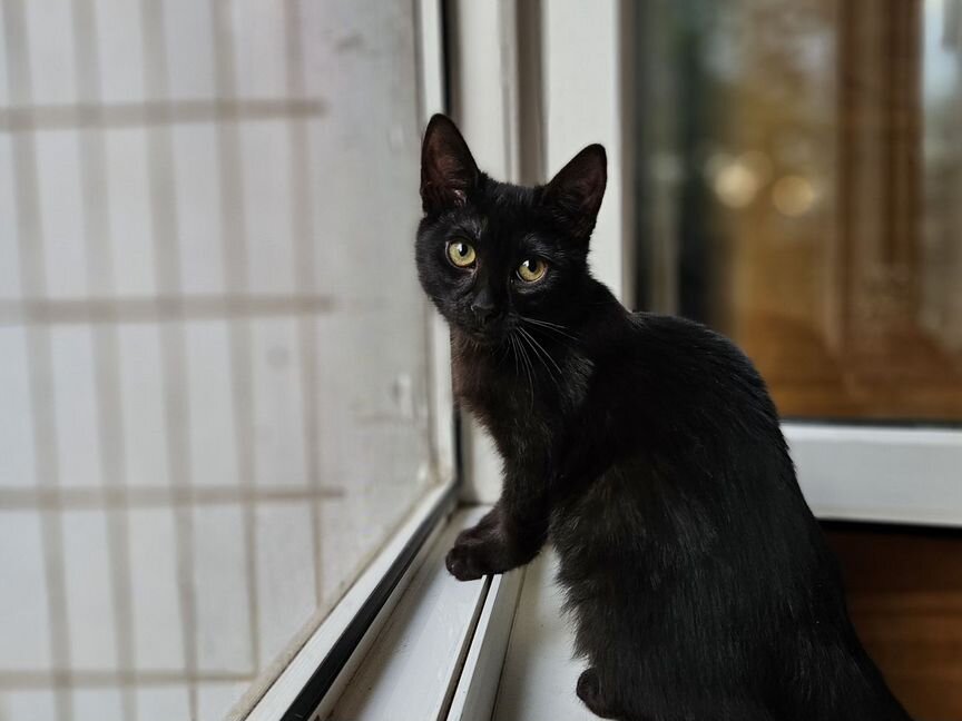 Черный котенок в добрые руки