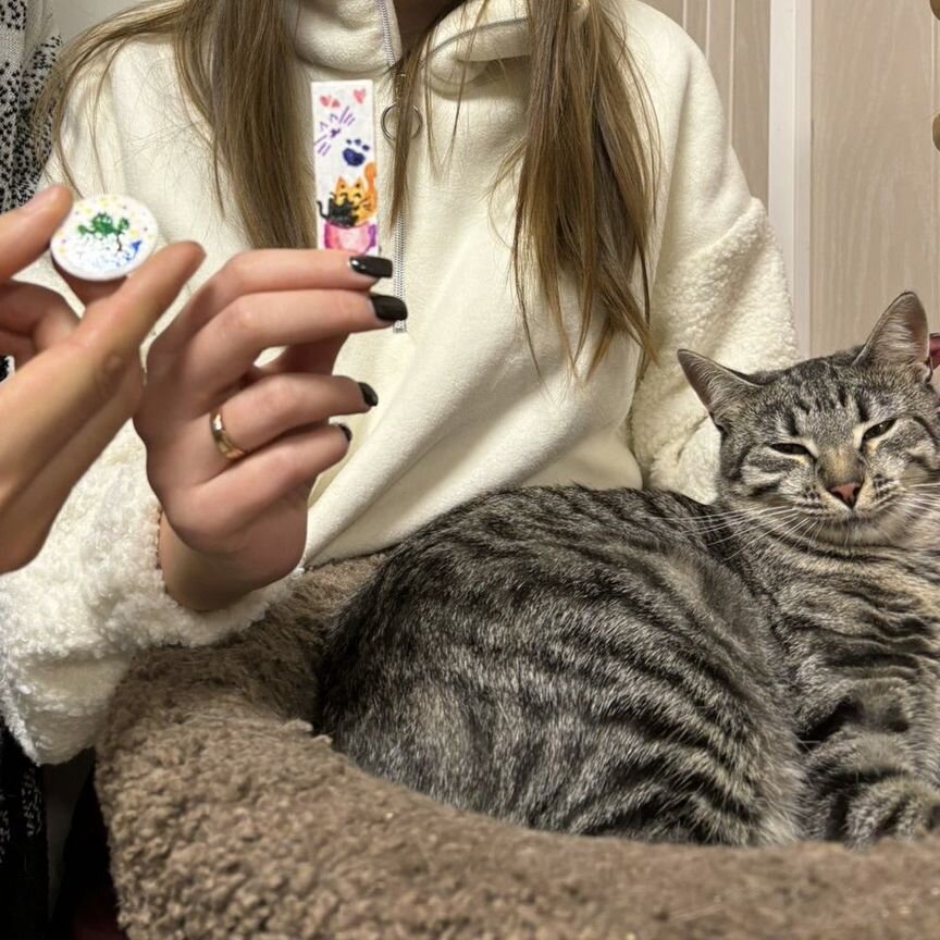 Кошечка ищет дом