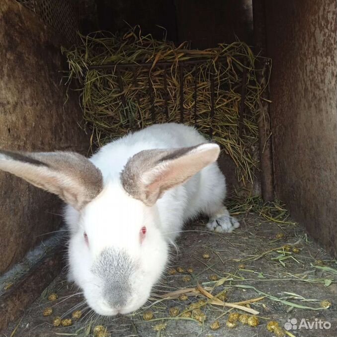 Кролик самец