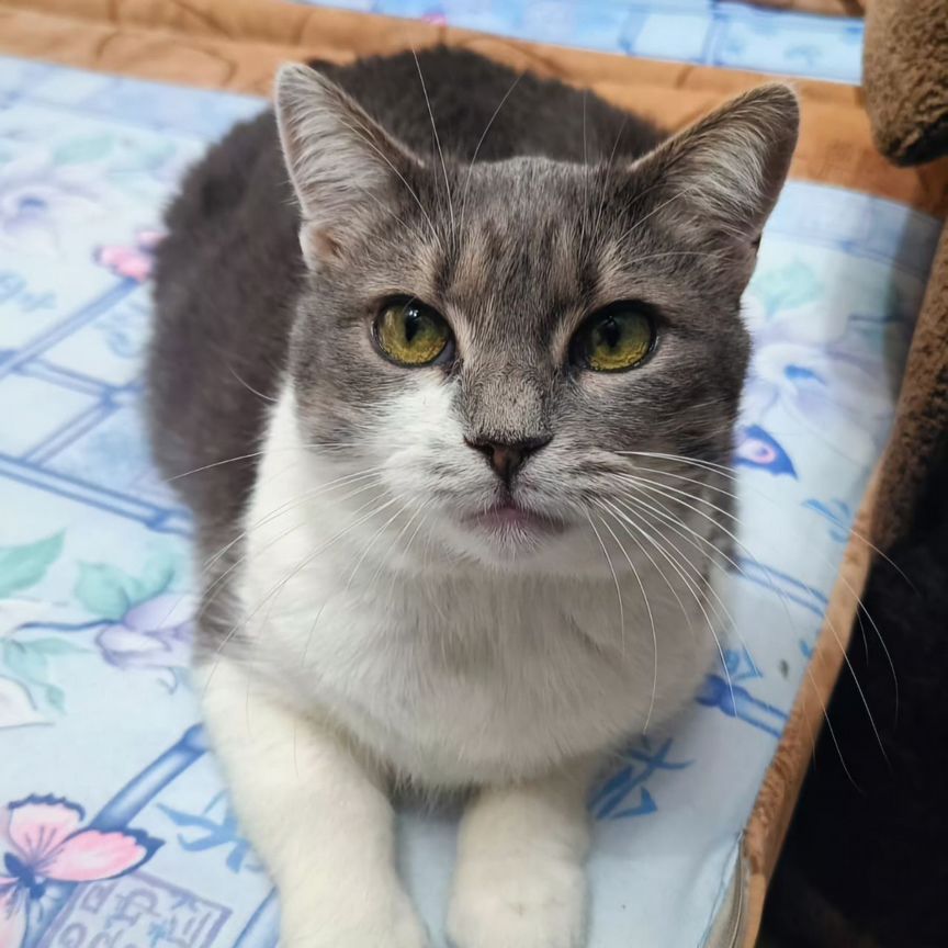 Самая ласковая на свете кошечка