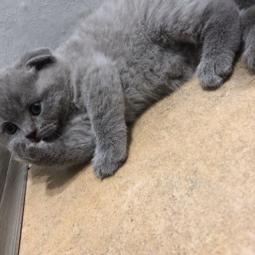Шотландские вислоухие котята