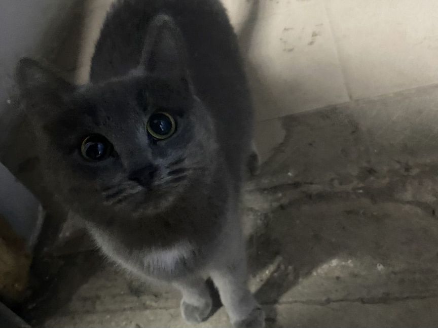 Русская серая кошка