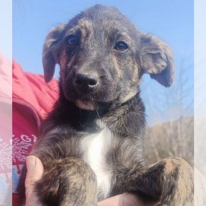 Щенок в добрые руки